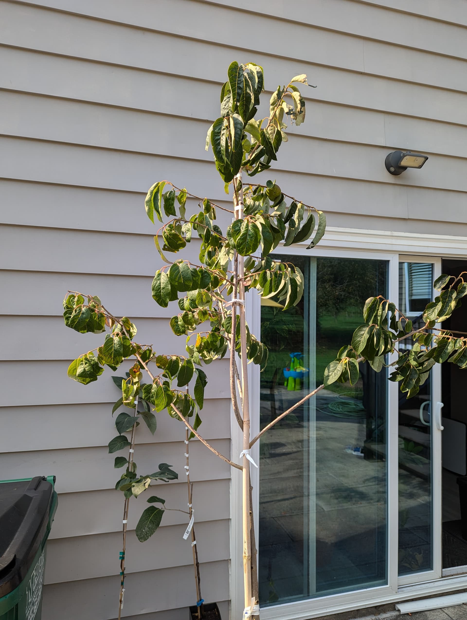 Wind burn from transporting - General Fruit Growing - Growing Fruit