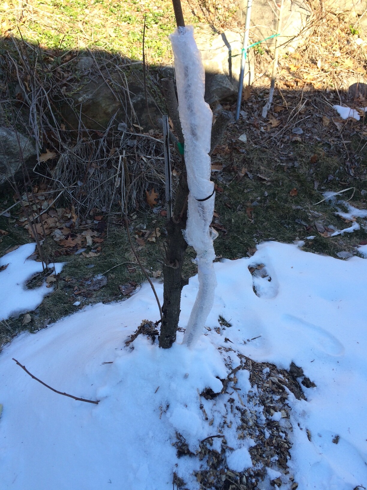Polar Vortex in the Northeast - General Fruit Growing - Growing Fruit