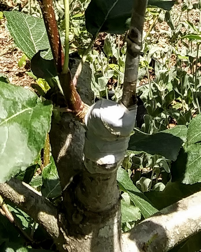 Prune side shoot or new graft for central leader? - General Fruit ...