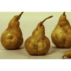 "stony pit" virus in pears - General Fruit Growing - Growing Fruit