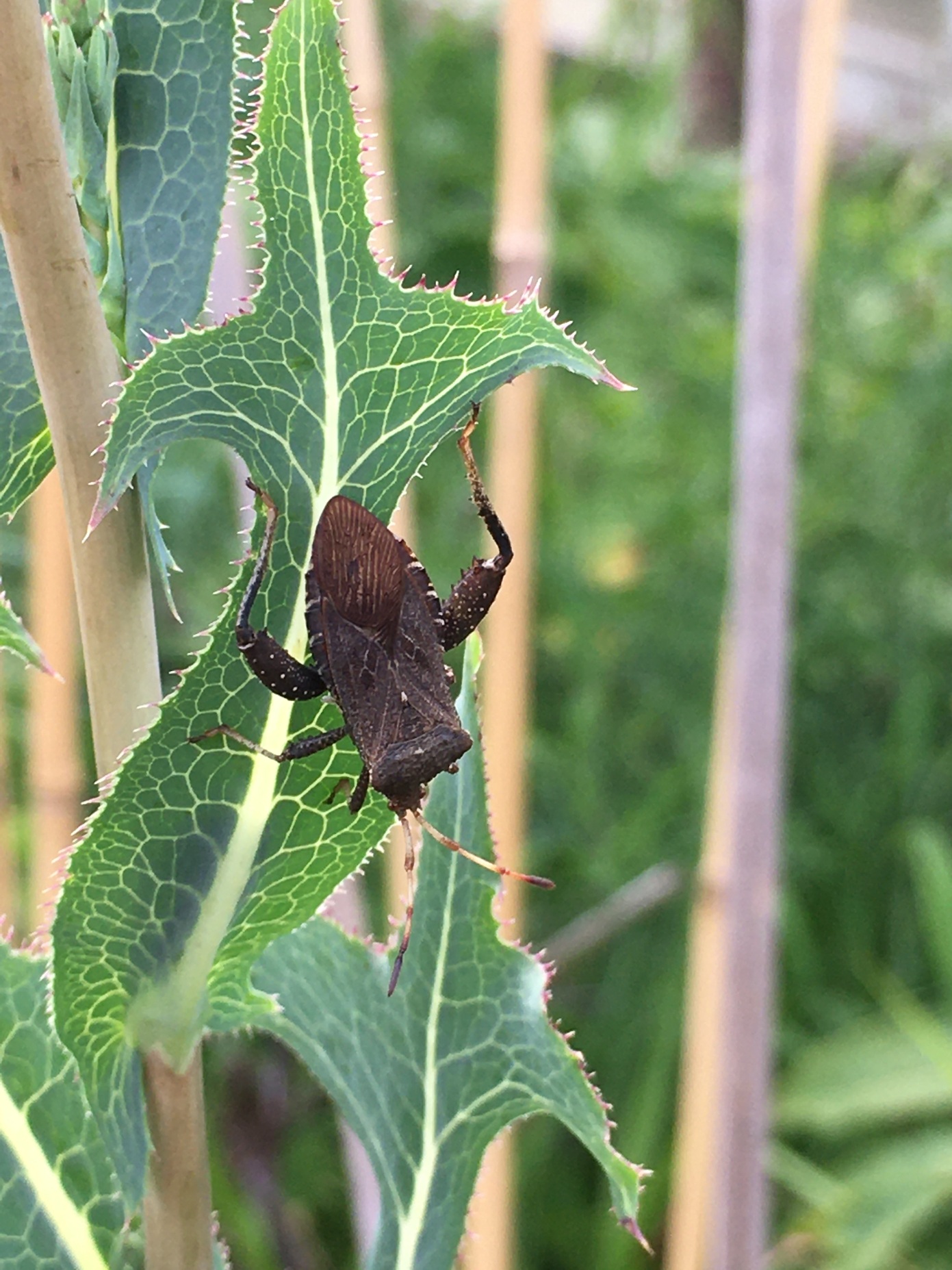 Insect on Pecan Hickory foliage - General Fruit Growing - Growing Fruit