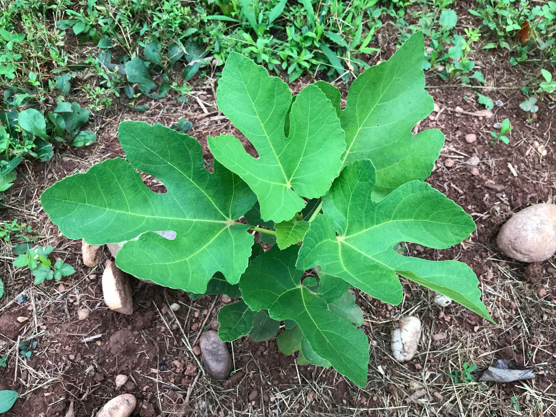 Issues with Burying Fig Plants Deep - General Fruit Growing - Growing Fruit