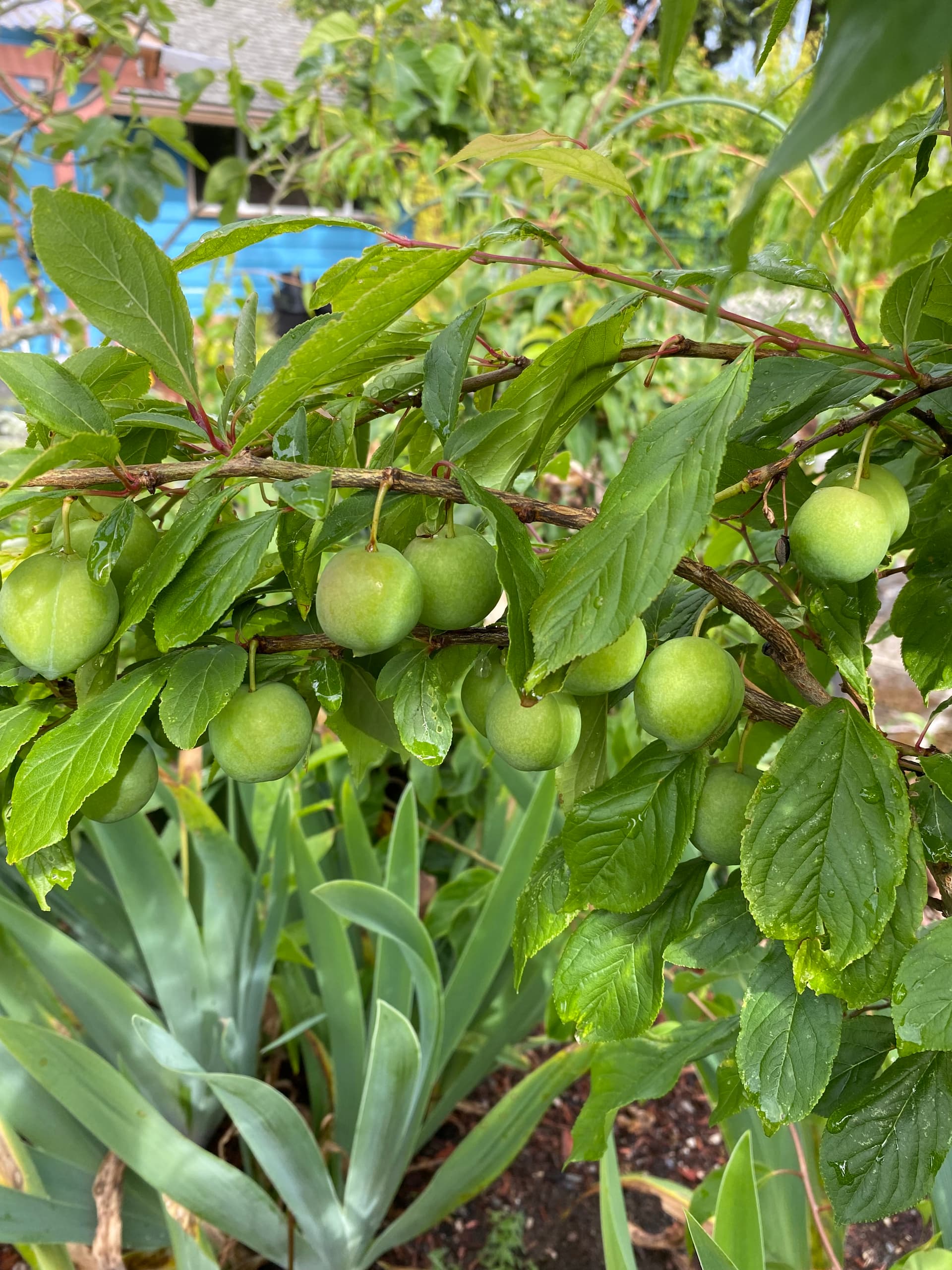 Growing pluot in zone 8b PNW - Page 2 - General Fruit Growing - Growing ...