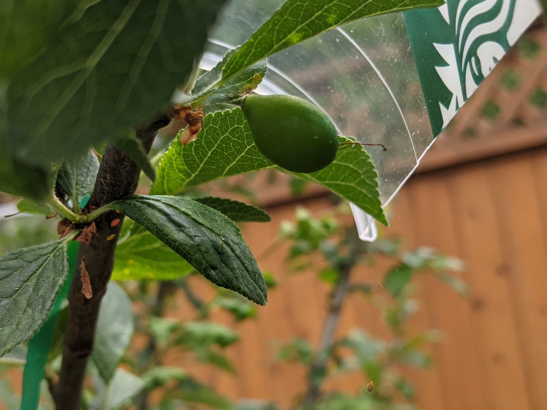 Mirabelle identification - General Fruit Growing - Growing Fruit