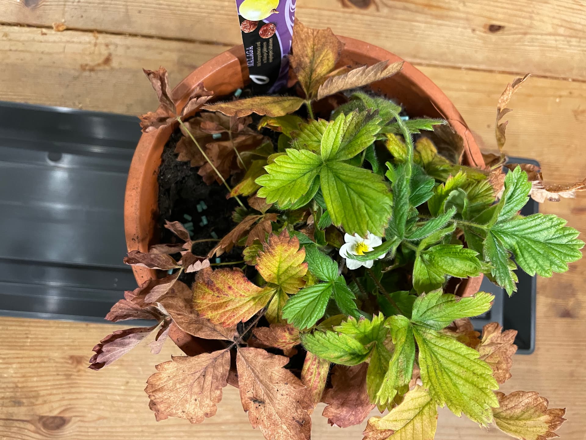 Strawberry hybridizing experiment - General Fruit Growing - Growing Fruit