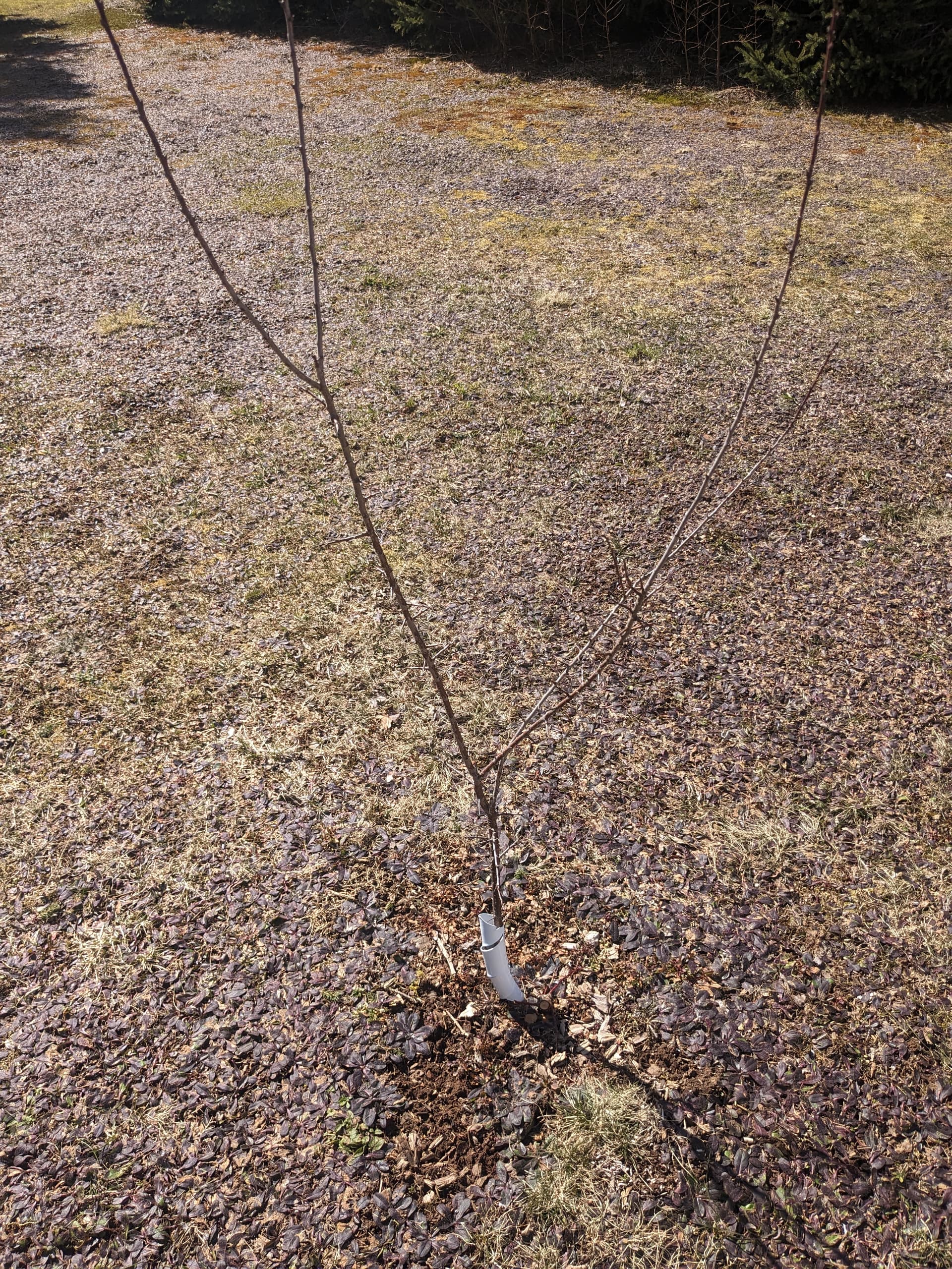 Rootstock identification - General Fruit Growing - Growing Fruit