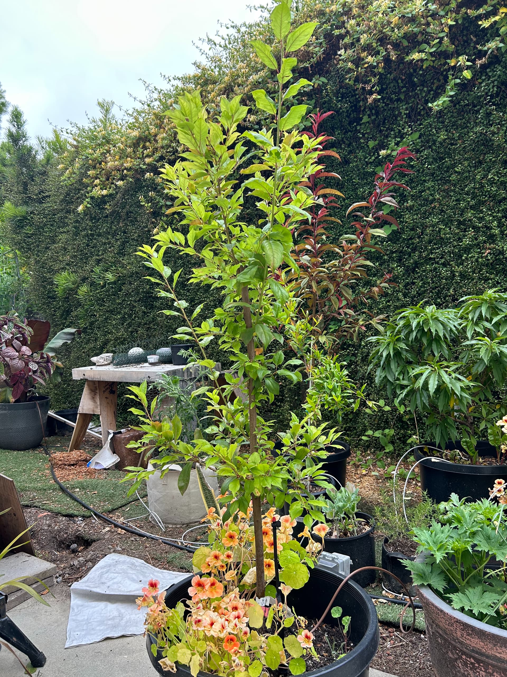 Pruning first year Pluerry - General Fruit Growing - Growing Fruit