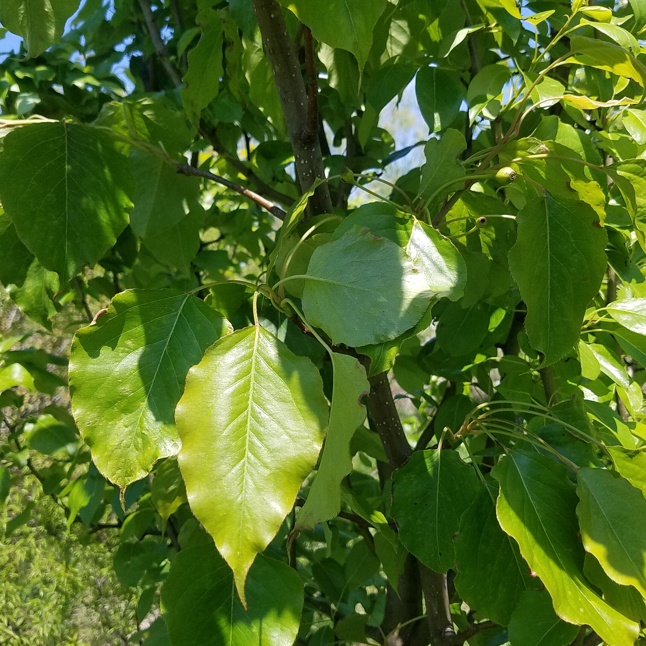 Ya Li aka yali pear - General Fruit Growing - Growing Fruit