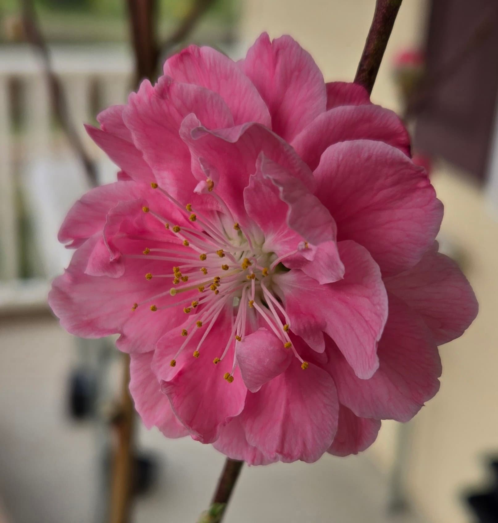 Ruby Prince Peach Blossoms - General Fruit Growing - Growing Fruit
