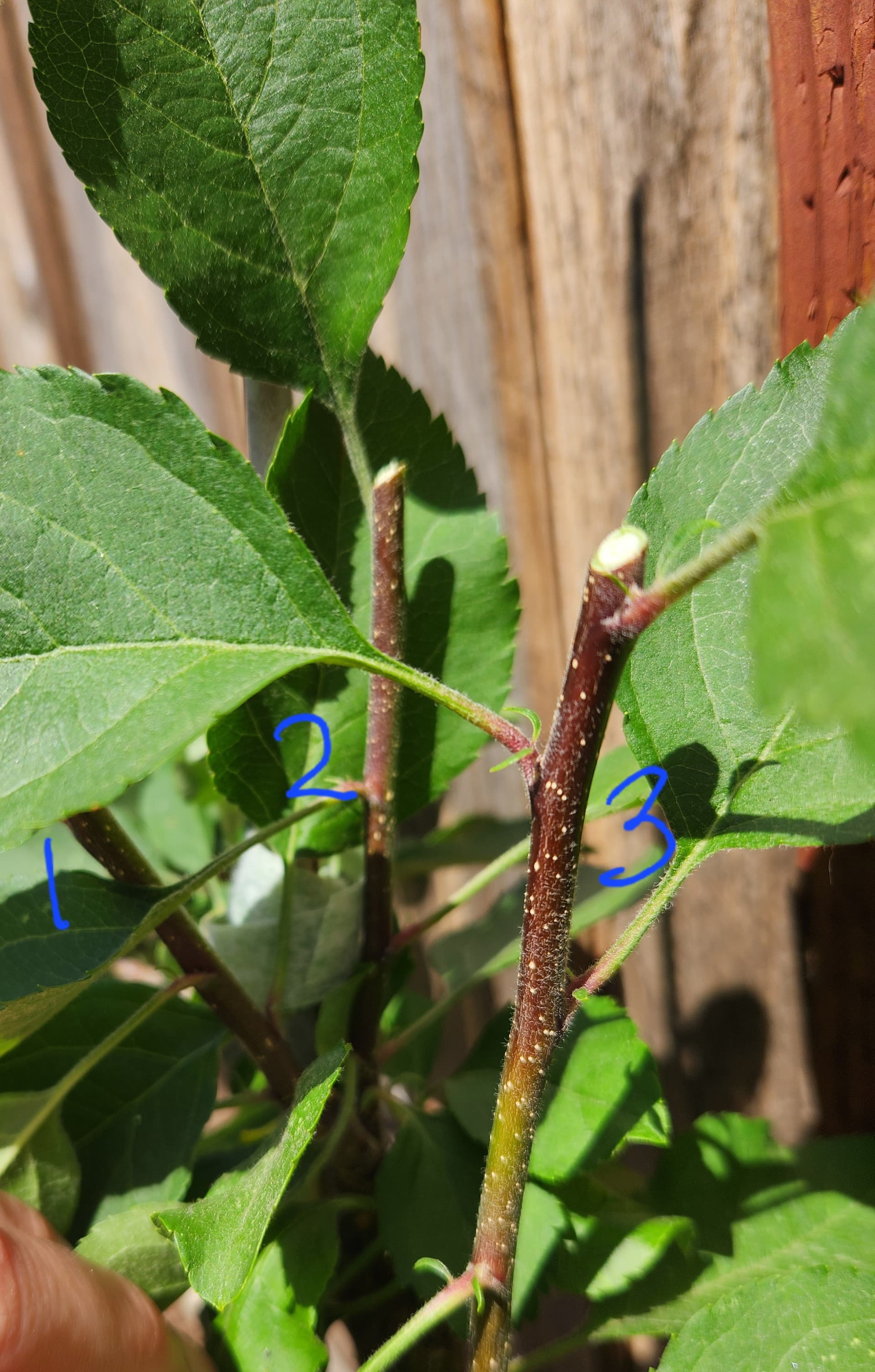 Choosing new leader on espalier apple tree - General Fruit Growing ...