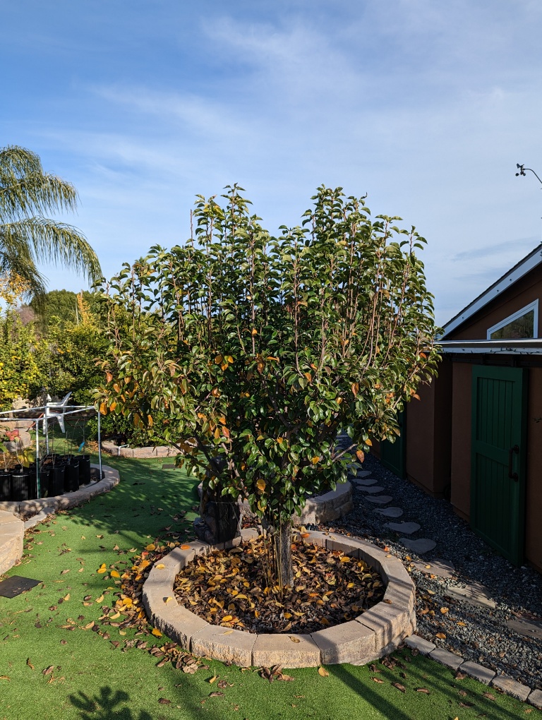 Hood Pear - Page 4 - General Fruit Growing - Growing Fruit