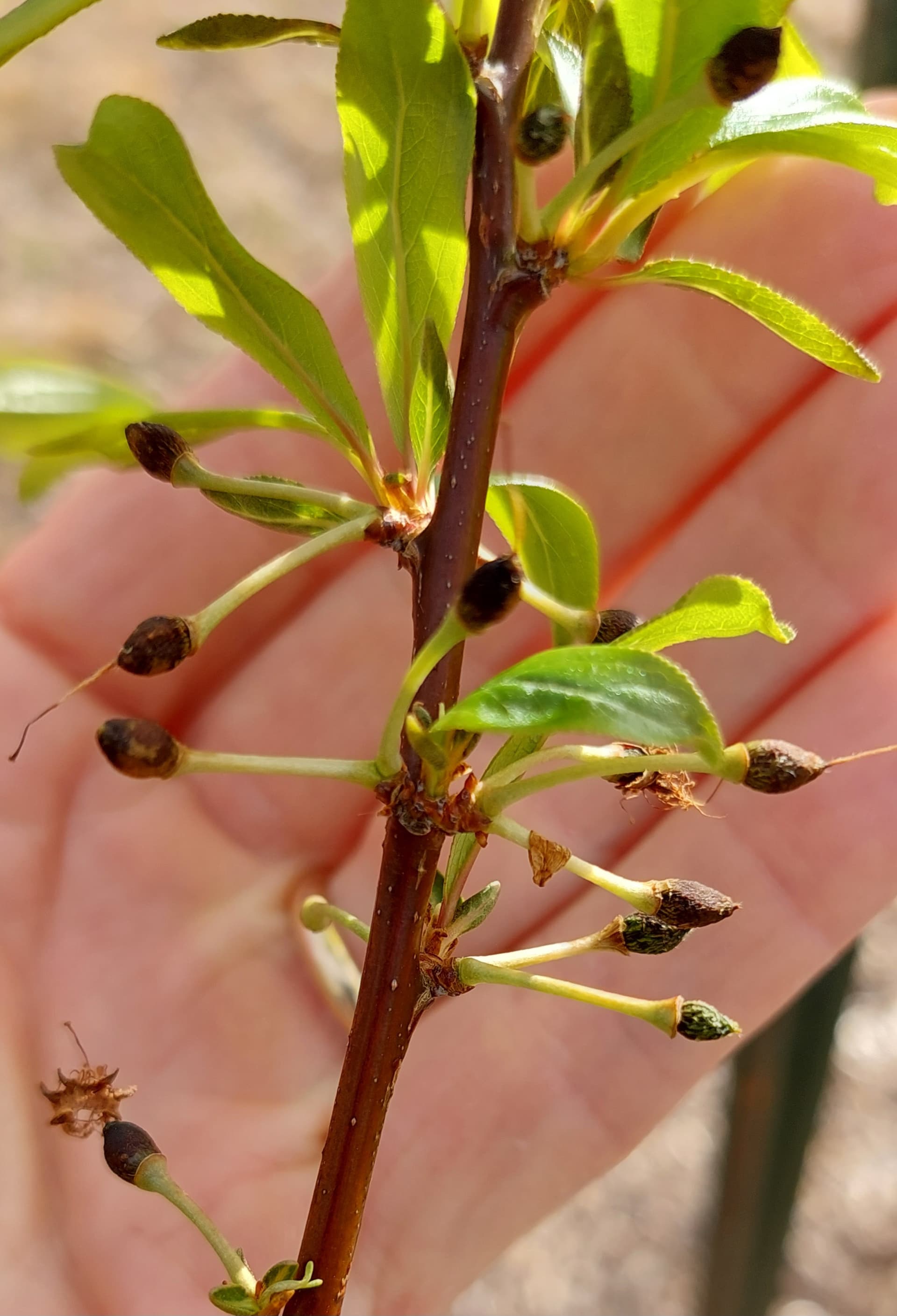 AU Rosa .. self pollination wow - Page 2 - General Fruit Growing ...