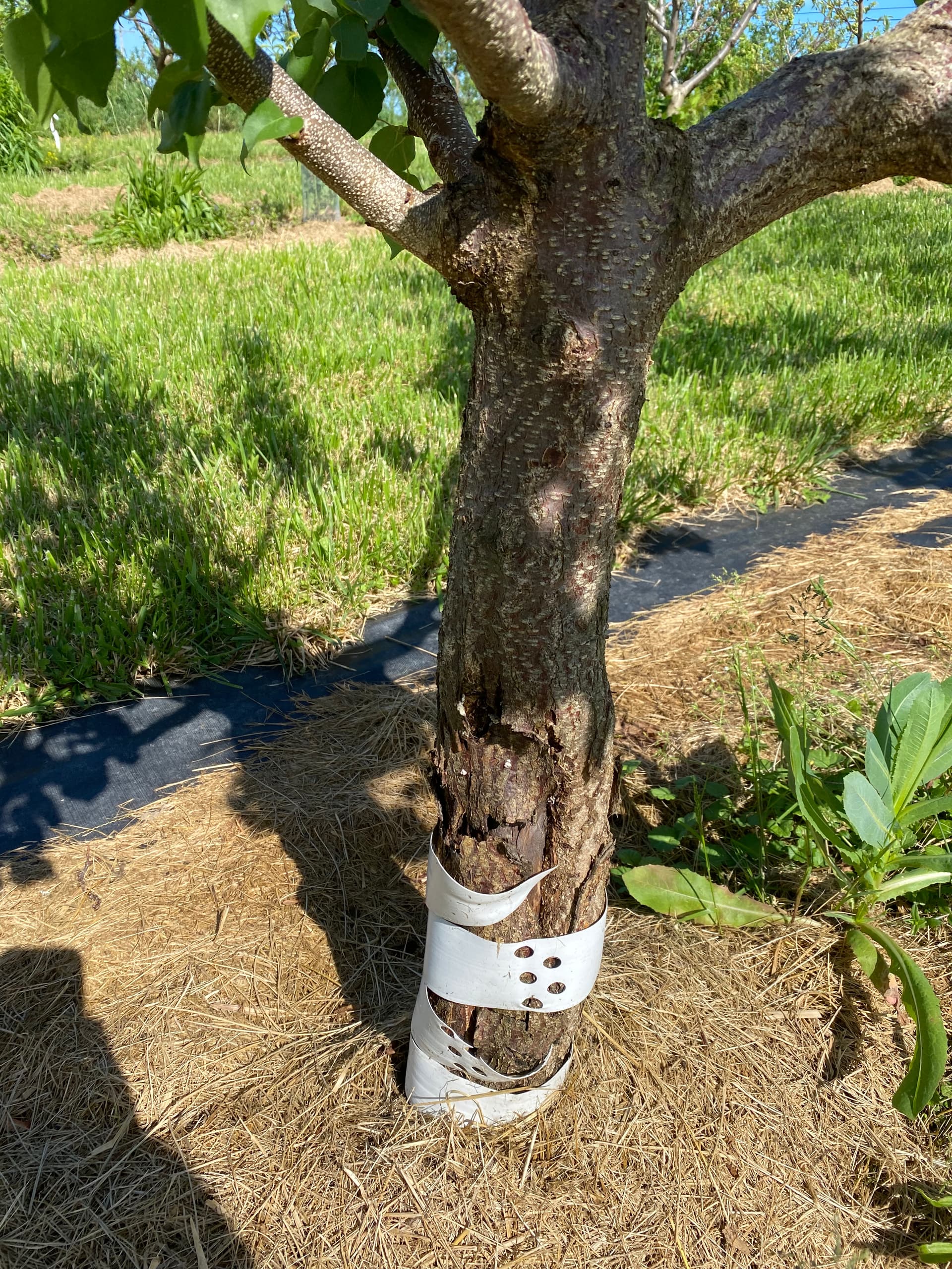 Help! Problems with my trees - General Fruit Growing - Growing Fruit Help! Problems with my trees - General Fruit Growing - Growing Fruit