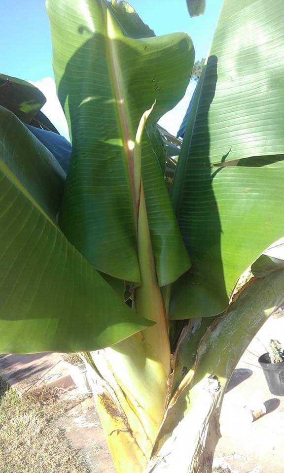 Pisang Ceylon timeline - Pictures! - Growing Fruit