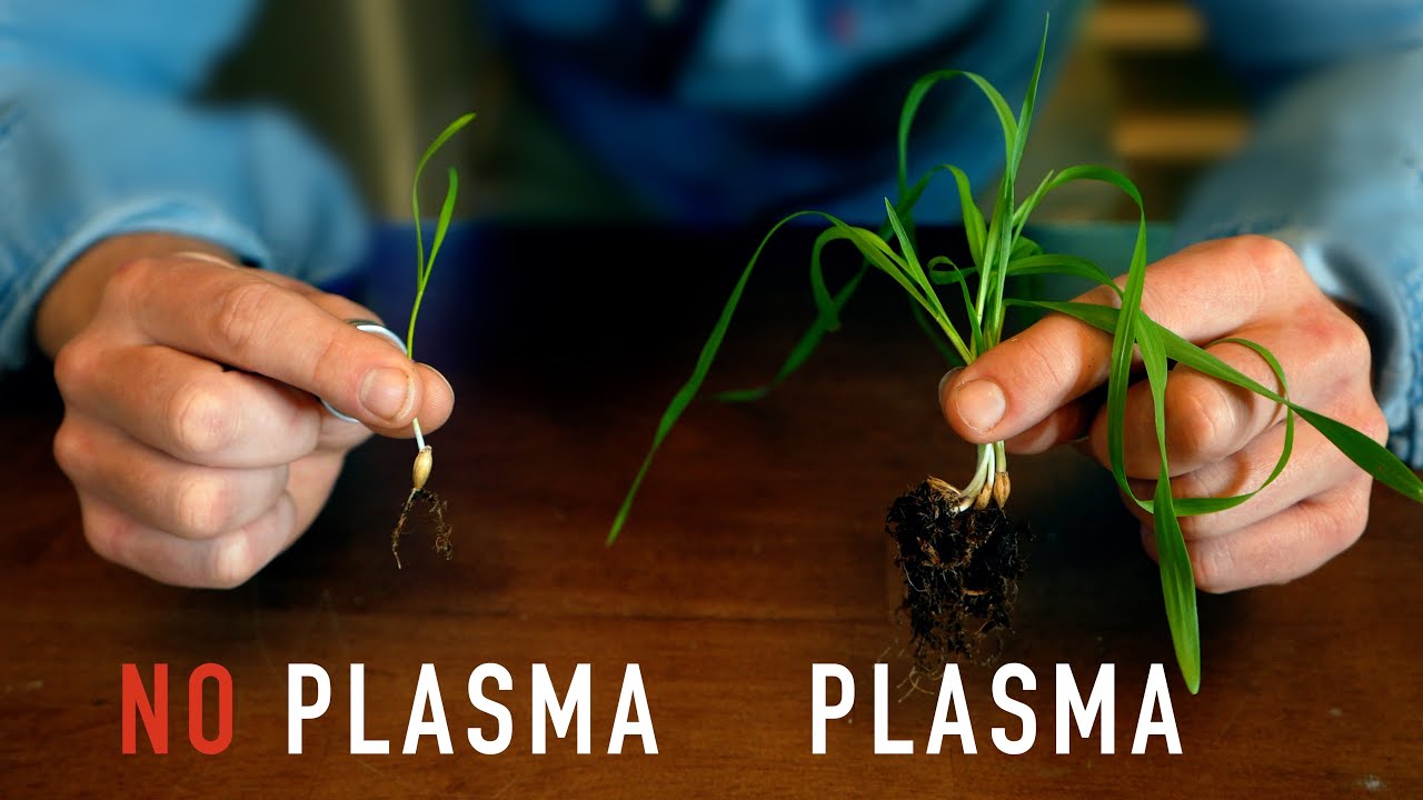 Treating seeds with cold plasma - General Gardening - Growing Fruit