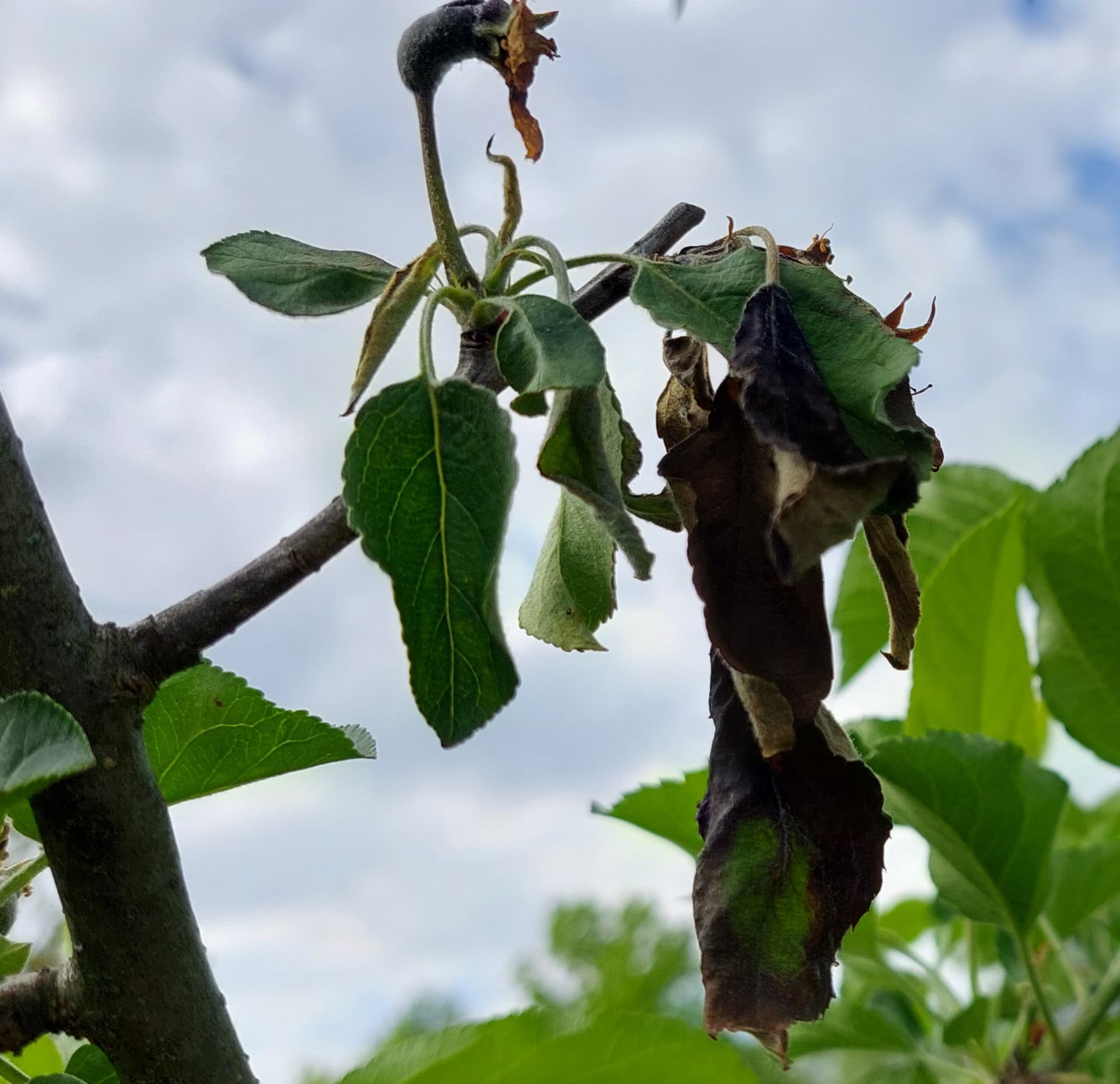 Fireblight on Gold Rush apple - General Fruit Growing - Growing Fruit