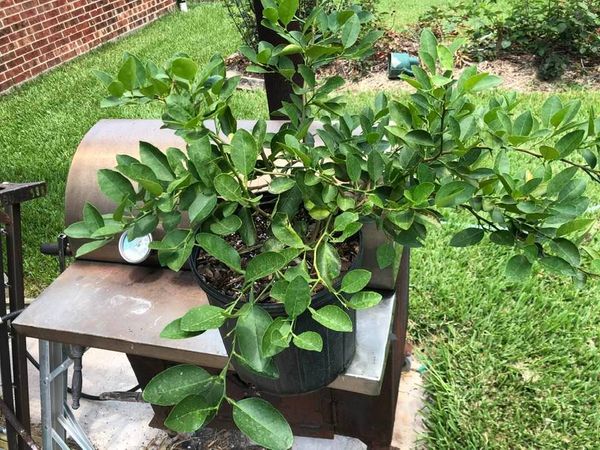 Do lemons grow well from seed - Page 2 - General Fruit Growing ...