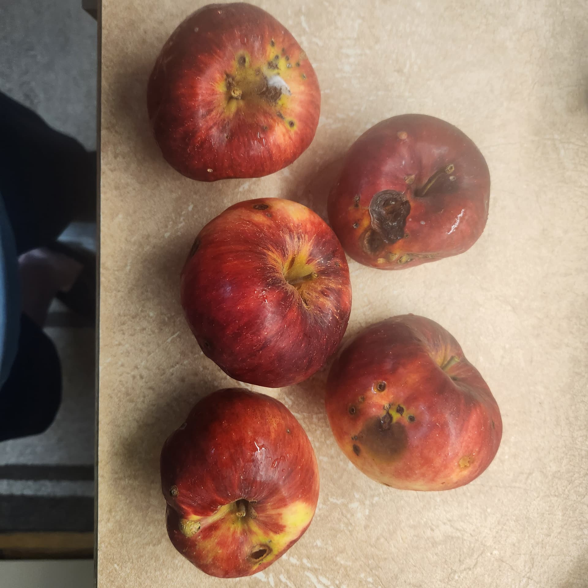 Monark Apple report. Upsides and downsides - General Fruit Growing ...