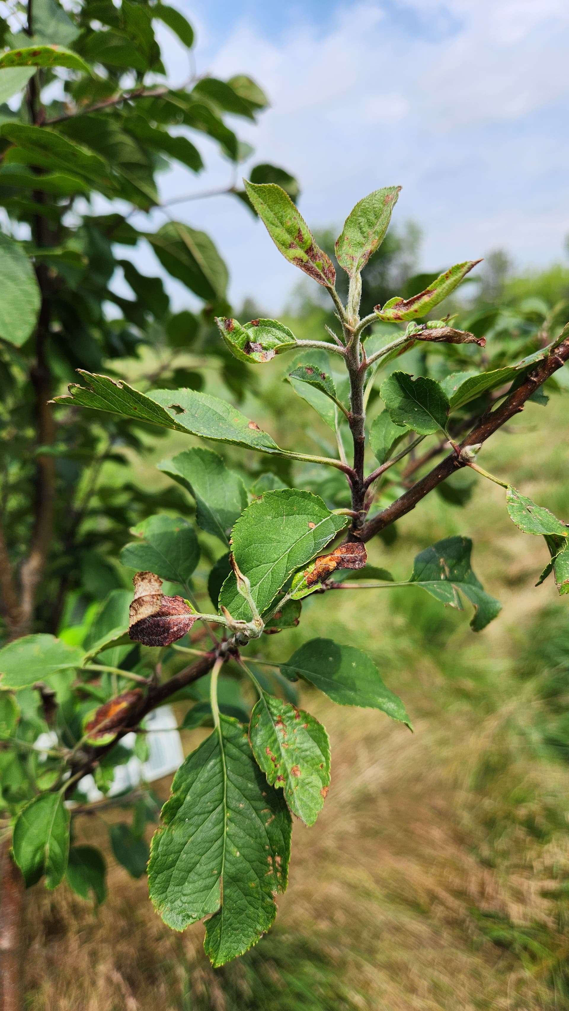 Bacterial leaf spot or rust on peach and apple - General Fruit Growing ...