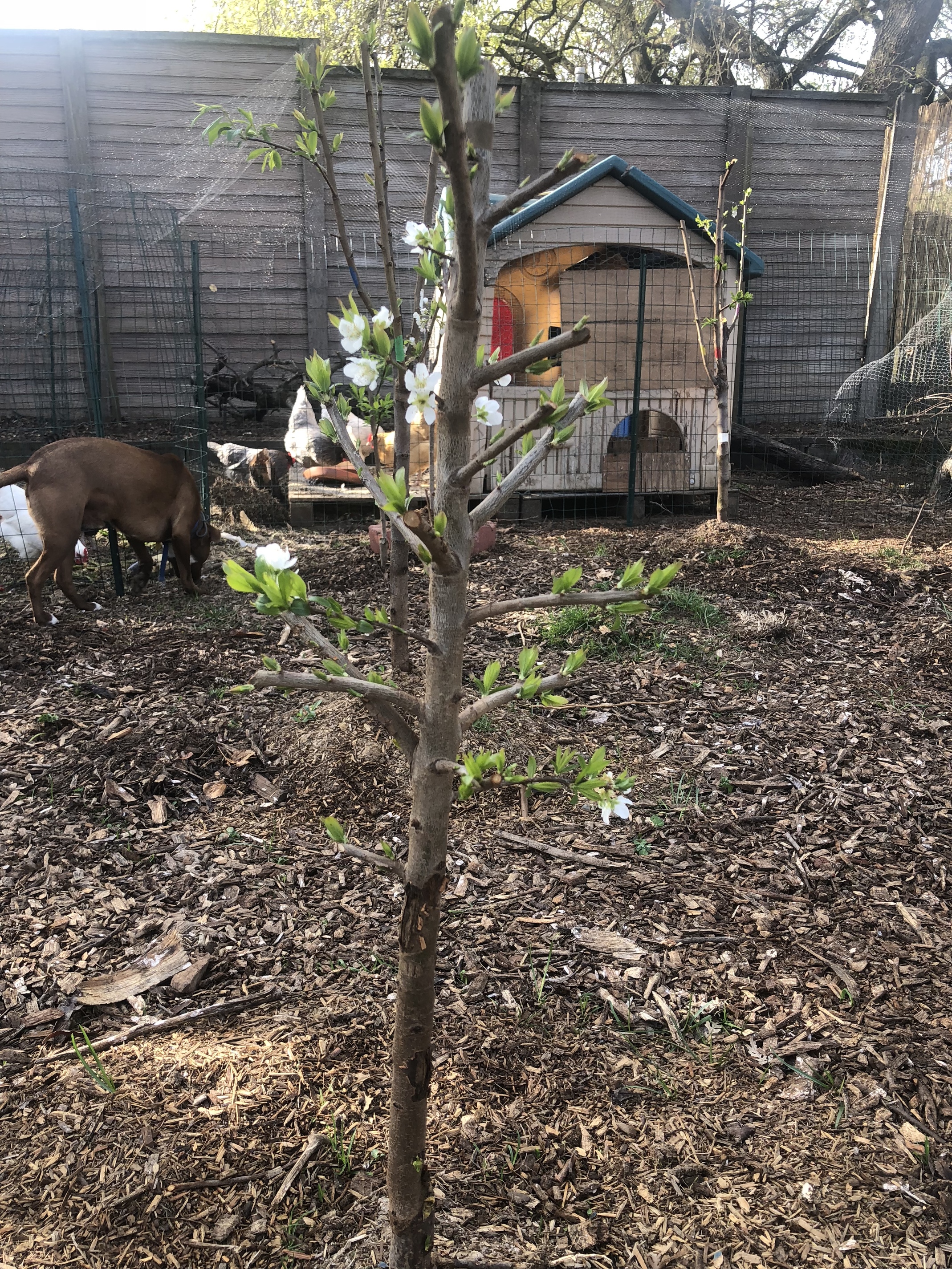 Help choosing scaffolding limbs - General Fruit Growing - Growing Fruit