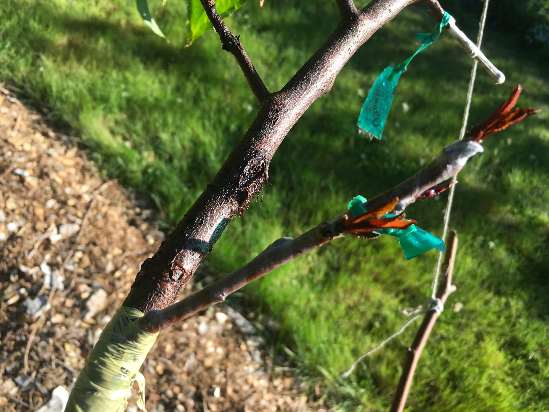 Things I (think) I've learned from grafting failures - General Fruit ...