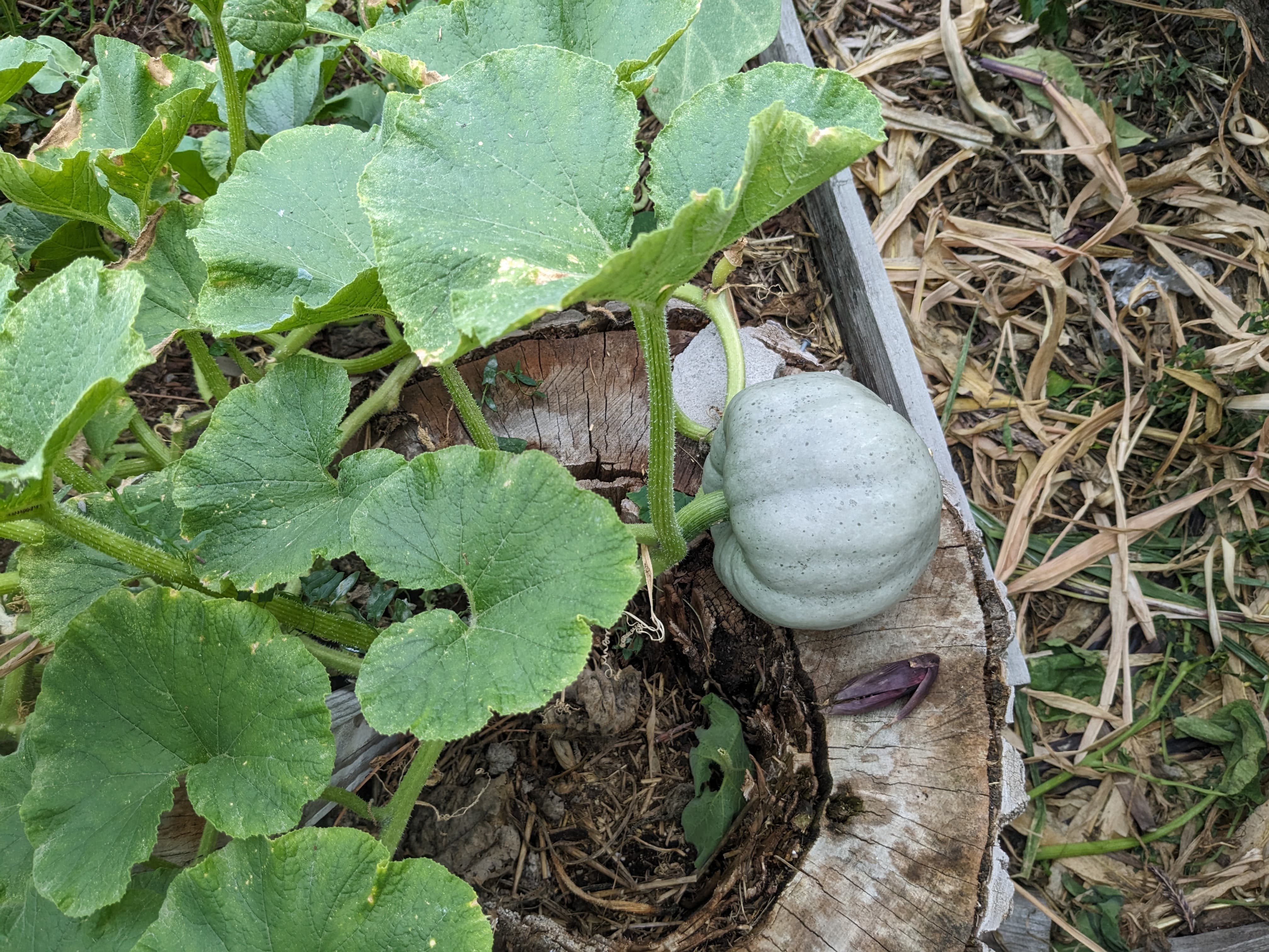 Squash 2023 harvest - General Gardening - Growing Fruit