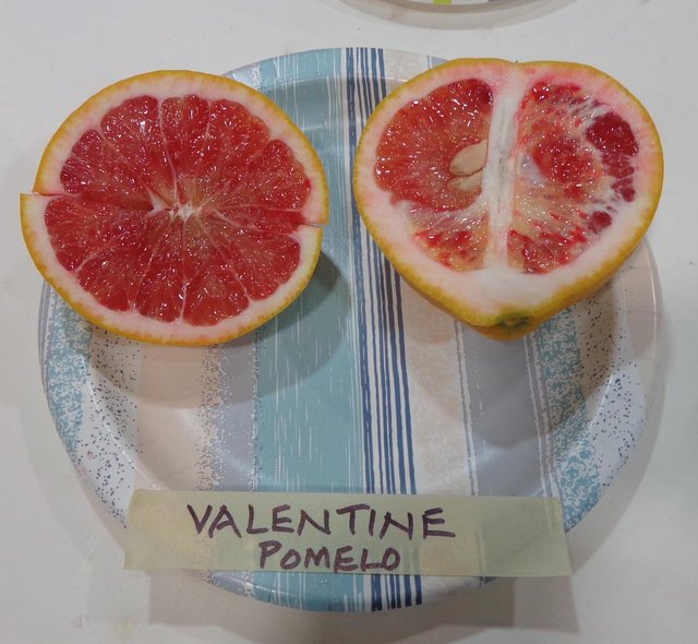 Pomelo variety comparison - Page 2 - General Fruit Growing - Growing Fruit