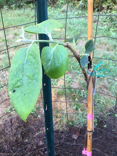 Cardinal(TM) non-astringent persimmon - General Fruit Growing - Growing ...