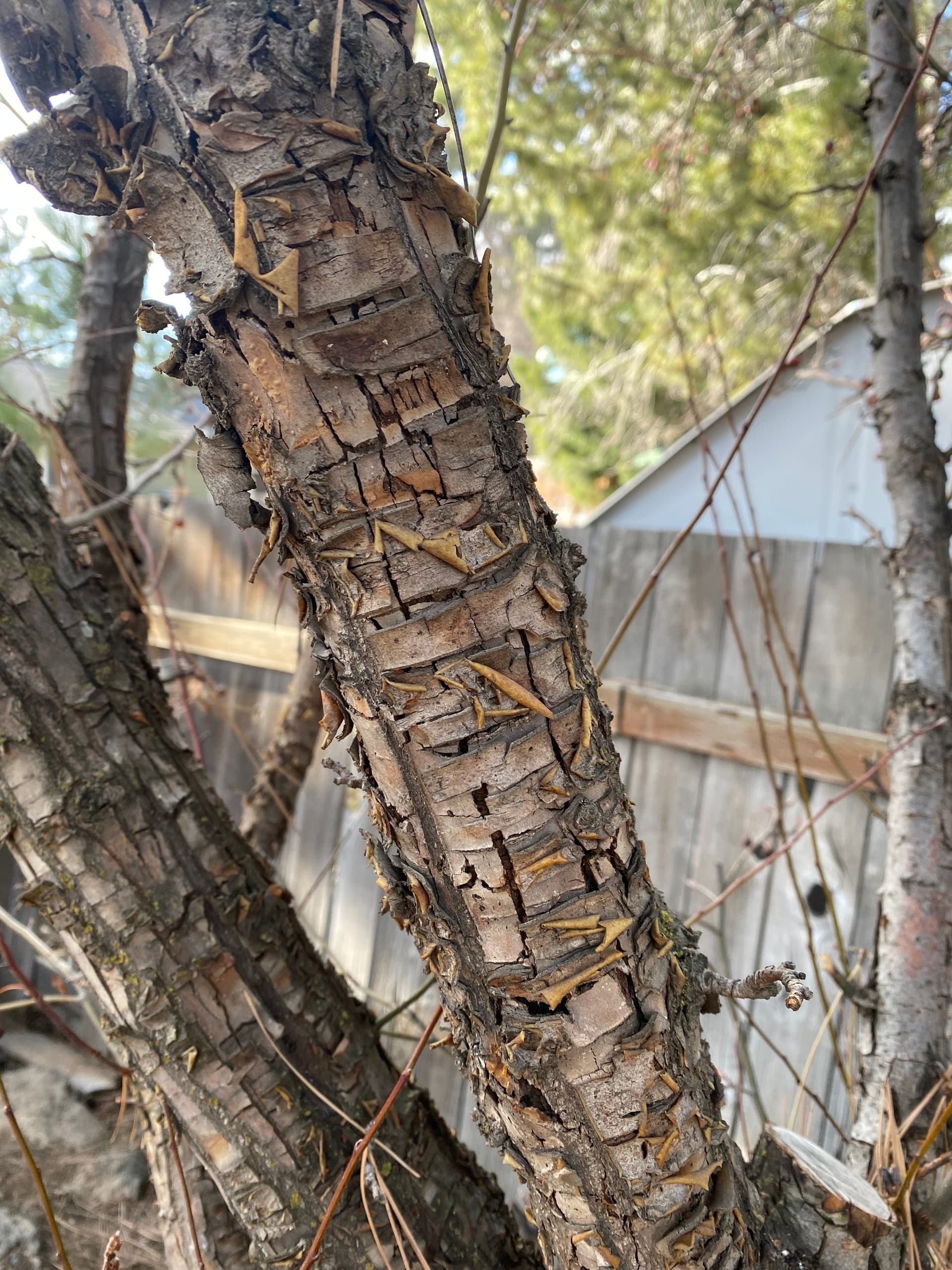 Diagnosing an old crabapple (fire blight?) - General Fruit Growing ...
