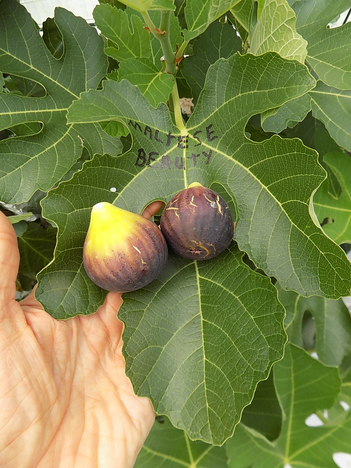 The 2017 fig season - Page 16 - General Fruit Growing - Growing Fruit