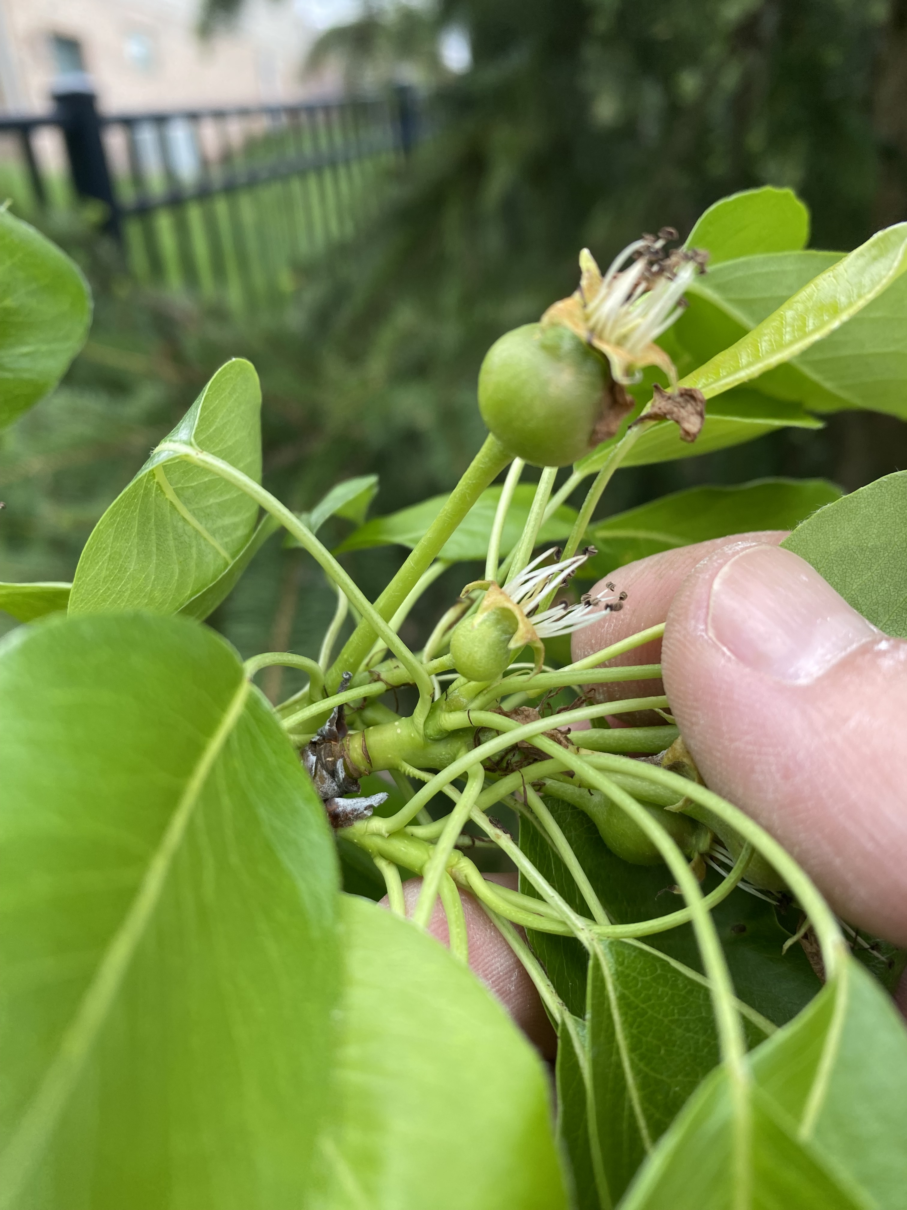 What a pear crop! - General Fruit Growing - Growing Fruit