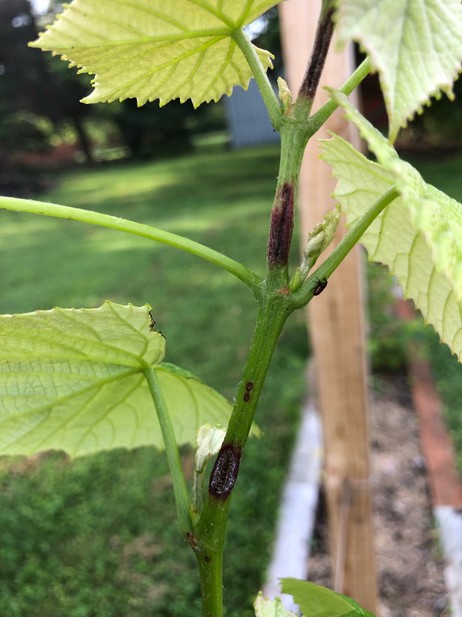 What problem is this on my grapes? - General Fruit Growing - Growing Fruit