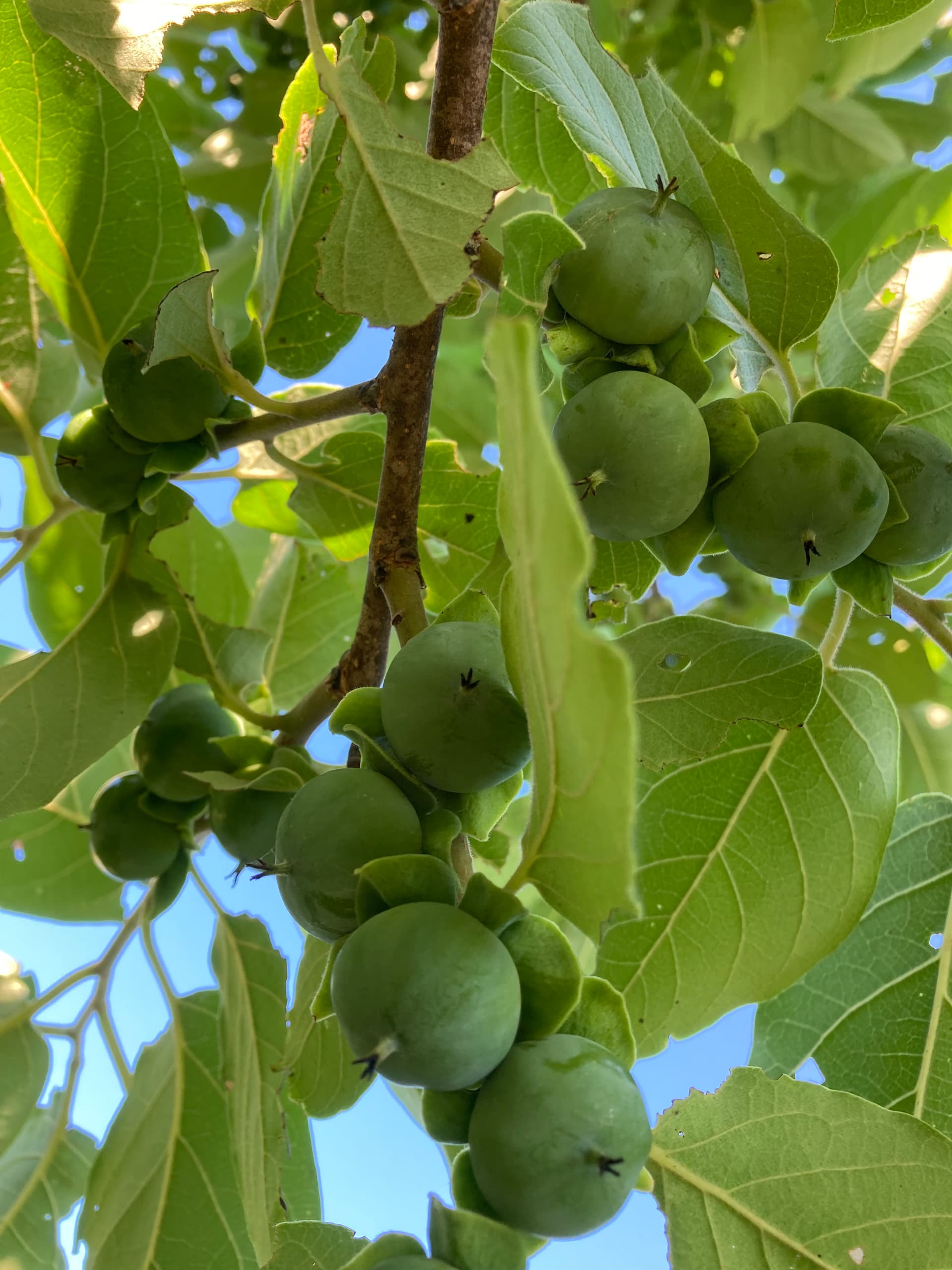 How many fruit trees do you / will you have? (2024) - Page 7 - General ...