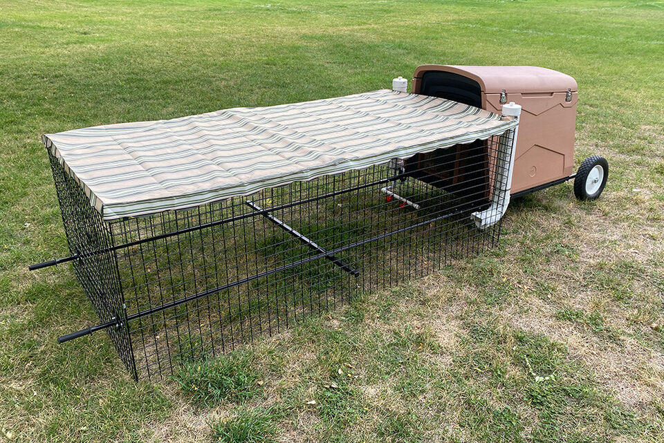 Chickens: Lets share intel - Page 2 - General Gardening - Growing Fruit