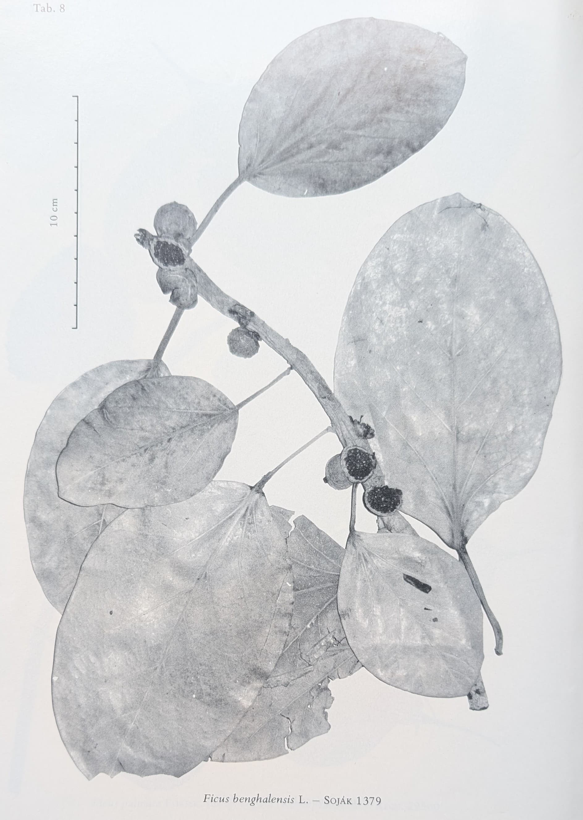 Flora Iranica: Moraceae chapter - General Fruit Growing - Growing Fruit