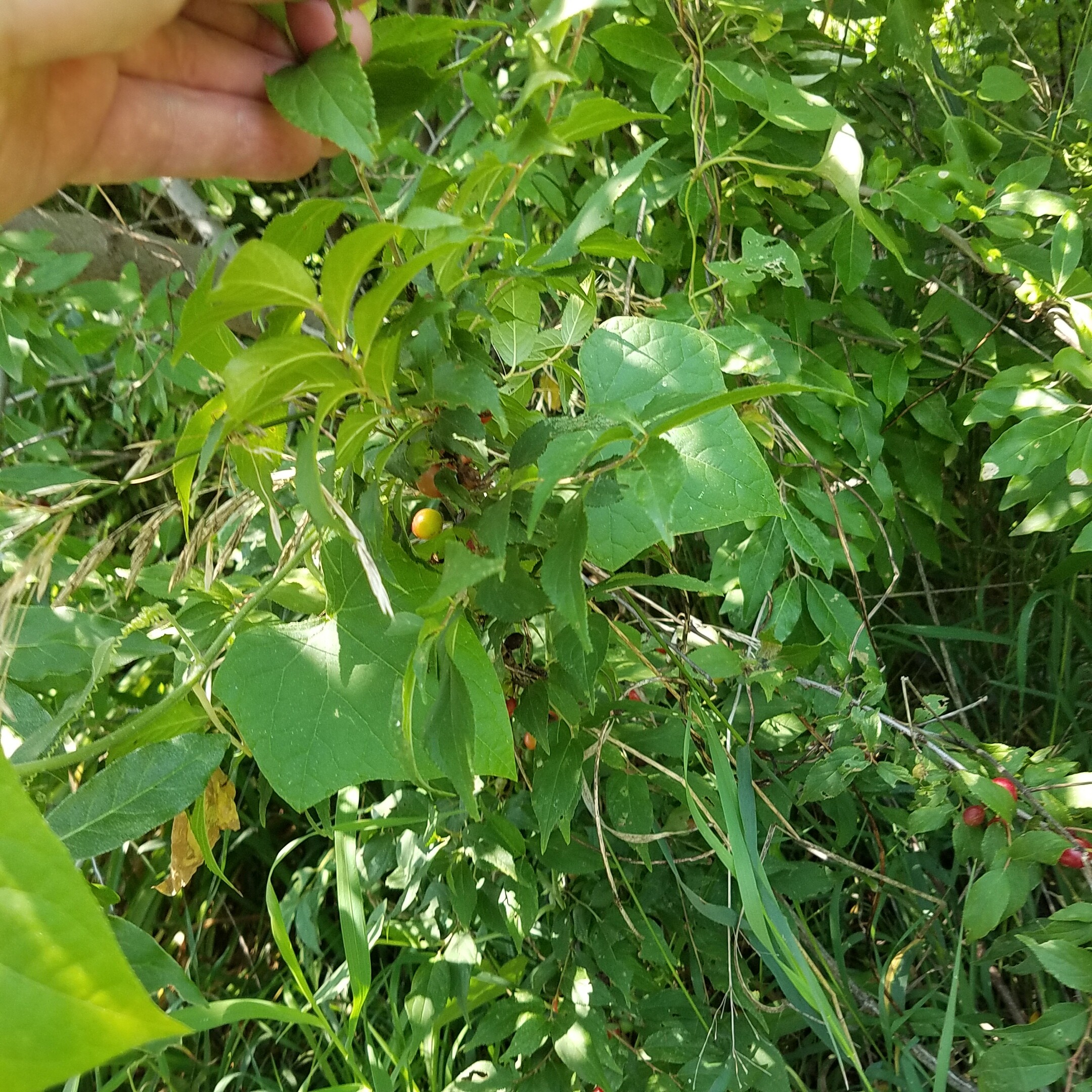 Jan, Joel, Joy Dr. Meader cherries - General Fruit Growing - Growing Fruit