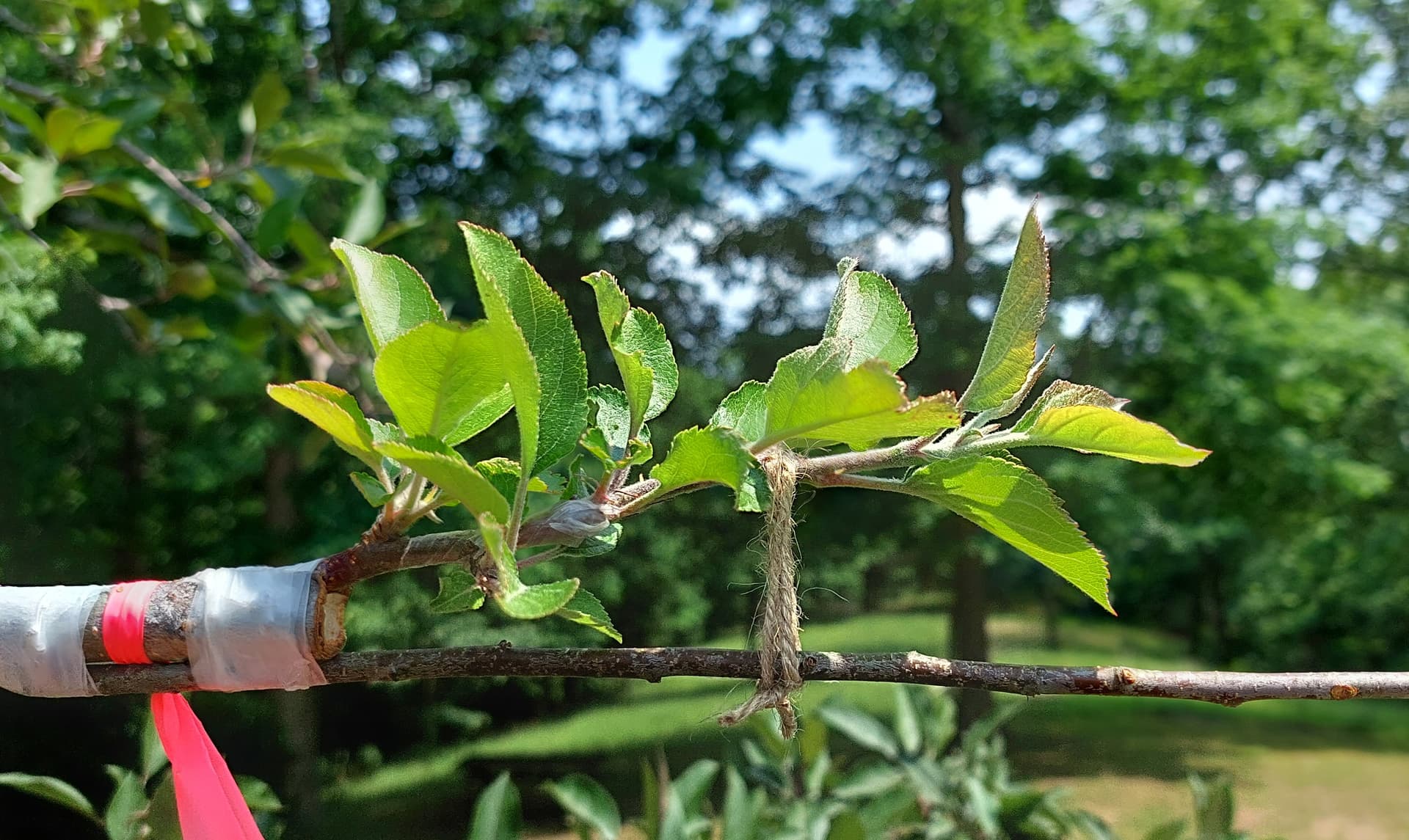 Tiny scions - General Fruit Growing - Growing Fruit