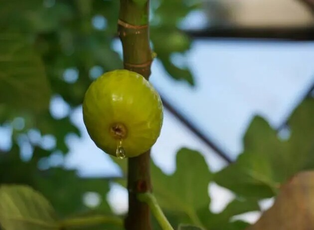 When you pick your figs look for the dew drop! - General Fruit Growing ...