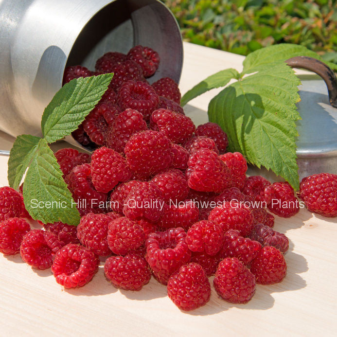 Raspberry Taste Champions for Zone 7 A/B - General Fruit Growing ...