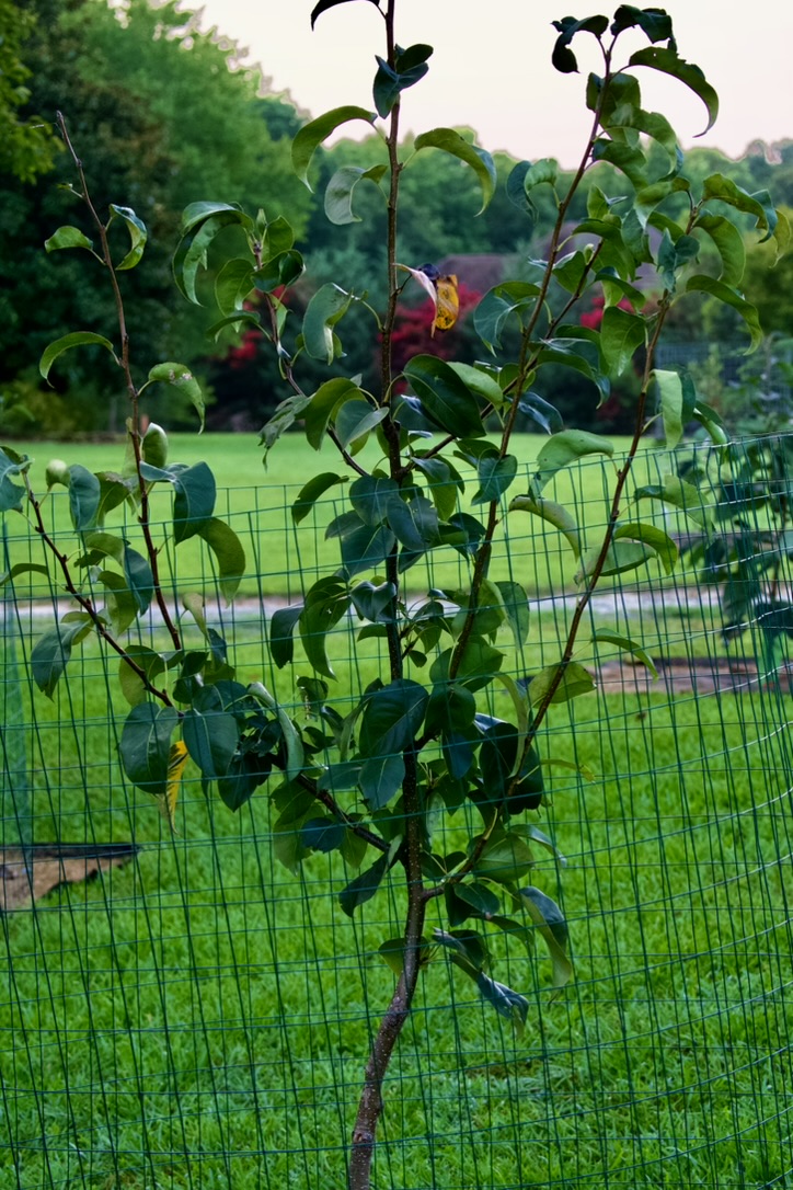 Need a Little Help On Peach, European Plum, & Asian Pear Rootstocks ...