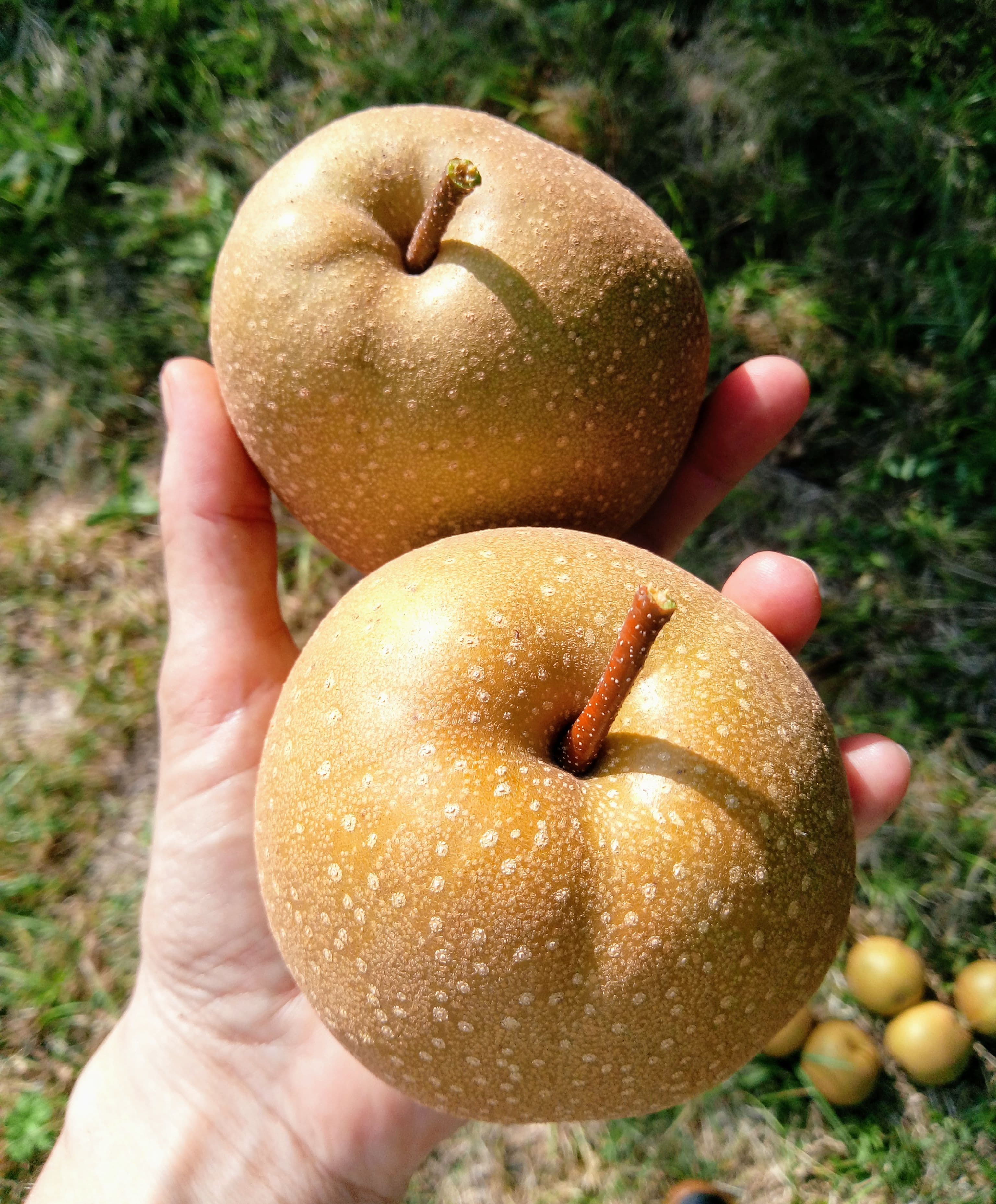 Here comes the 2024 pear crop! - Page 7 - General Fruit Growing ...