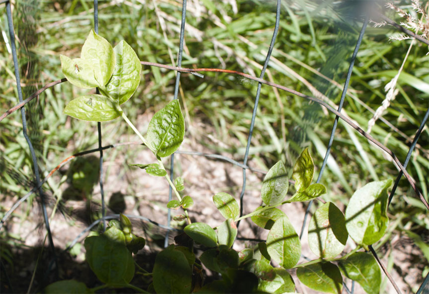What is Wrong With My Blueberry - Indented Leaves? - General Fruit ...