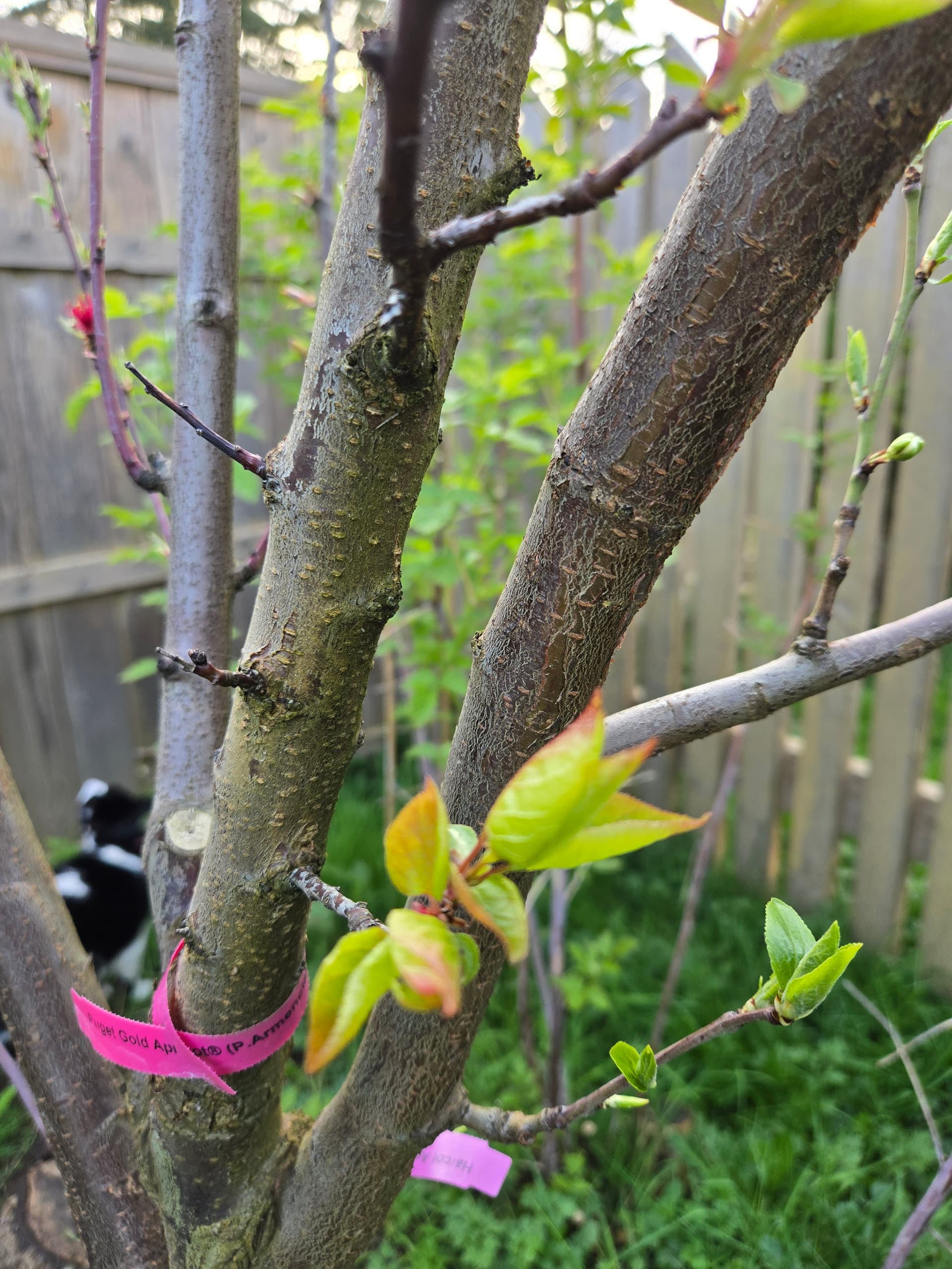 Combo tree limbs too close - General Fruit Growing - Growing Fruit