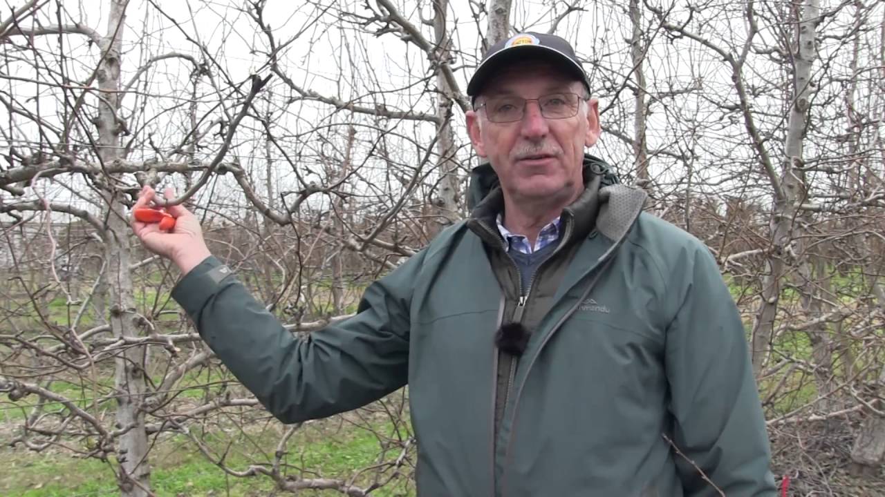 Two leader pears and "click" pruning - General Fruit Growing - Growing ...