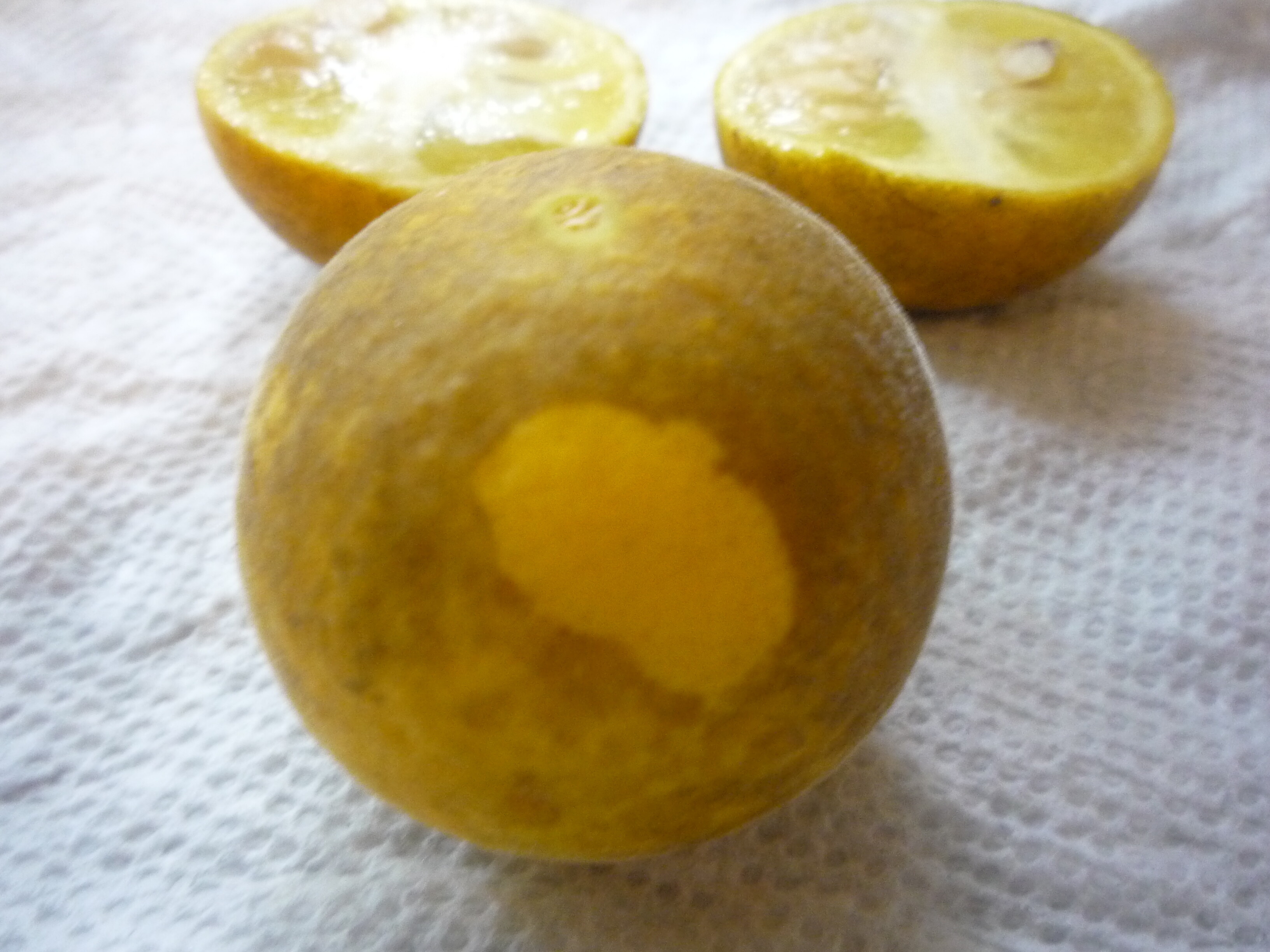 Identification help - General Fruit Growing - Growing Fruit