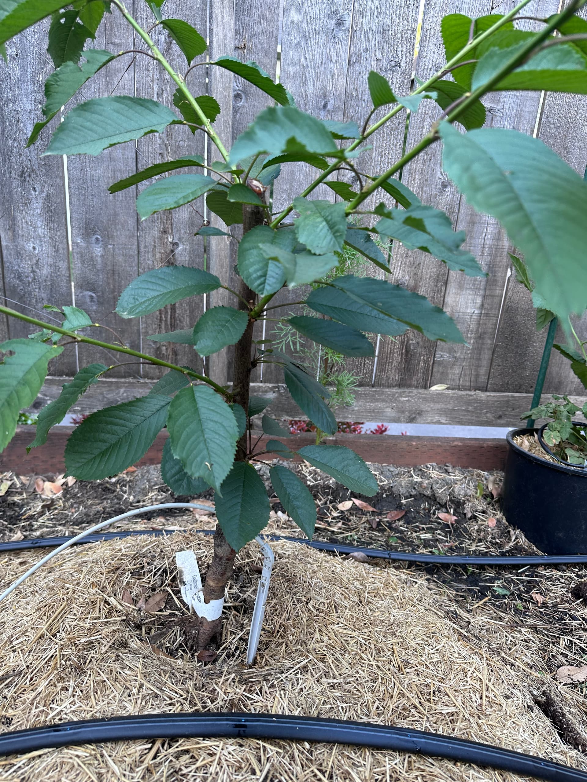 How can get these nodes on cherry tree to grow? - General Fruit Growing ...