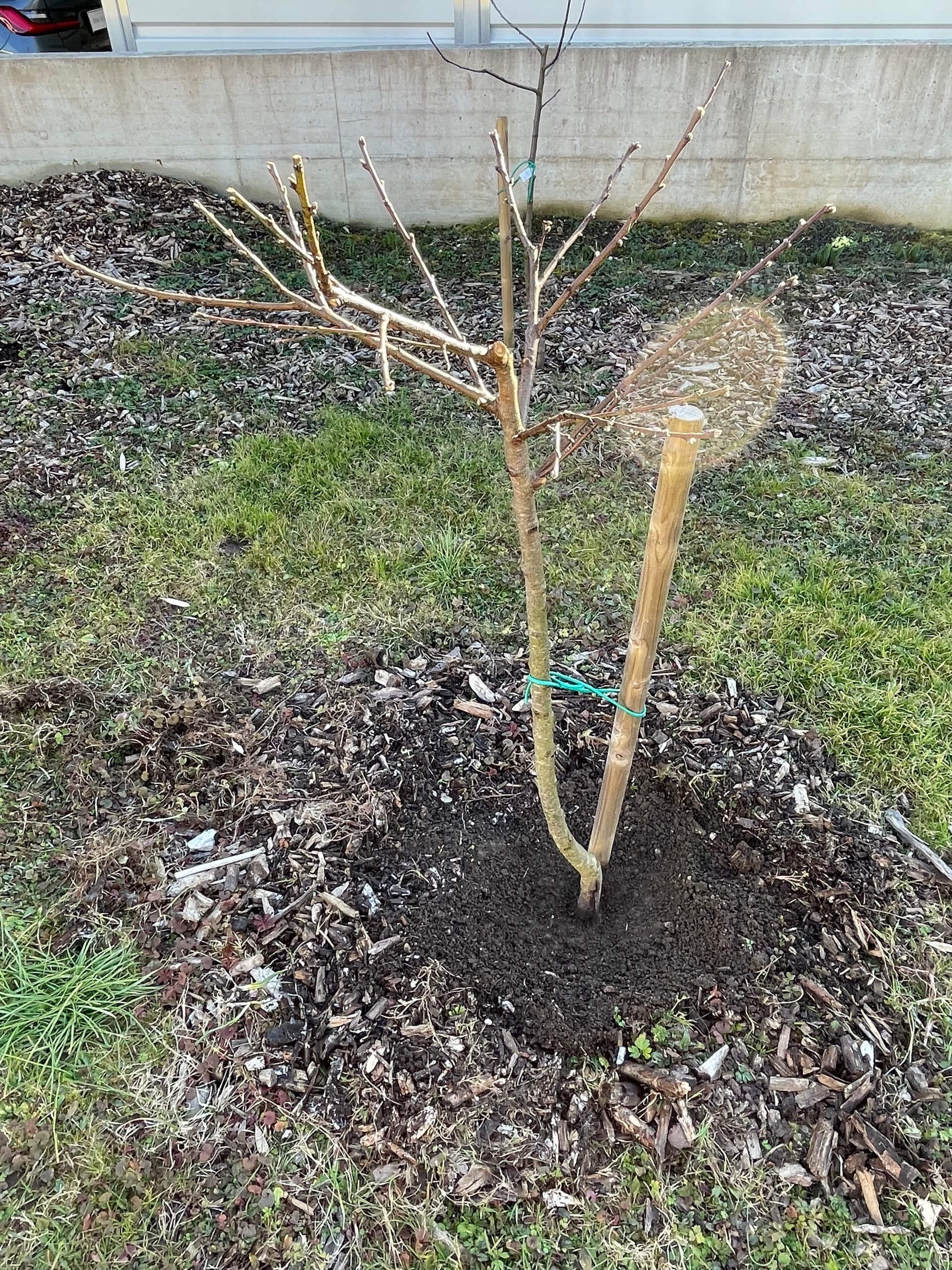 Peach tree rootstock bark disease? - General Fruit Growing - Growing Fruit