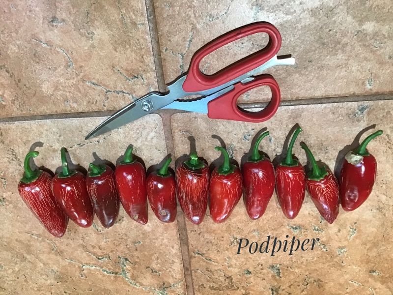 Kudos to Drew - General Fruit Growing - Growing Fruit