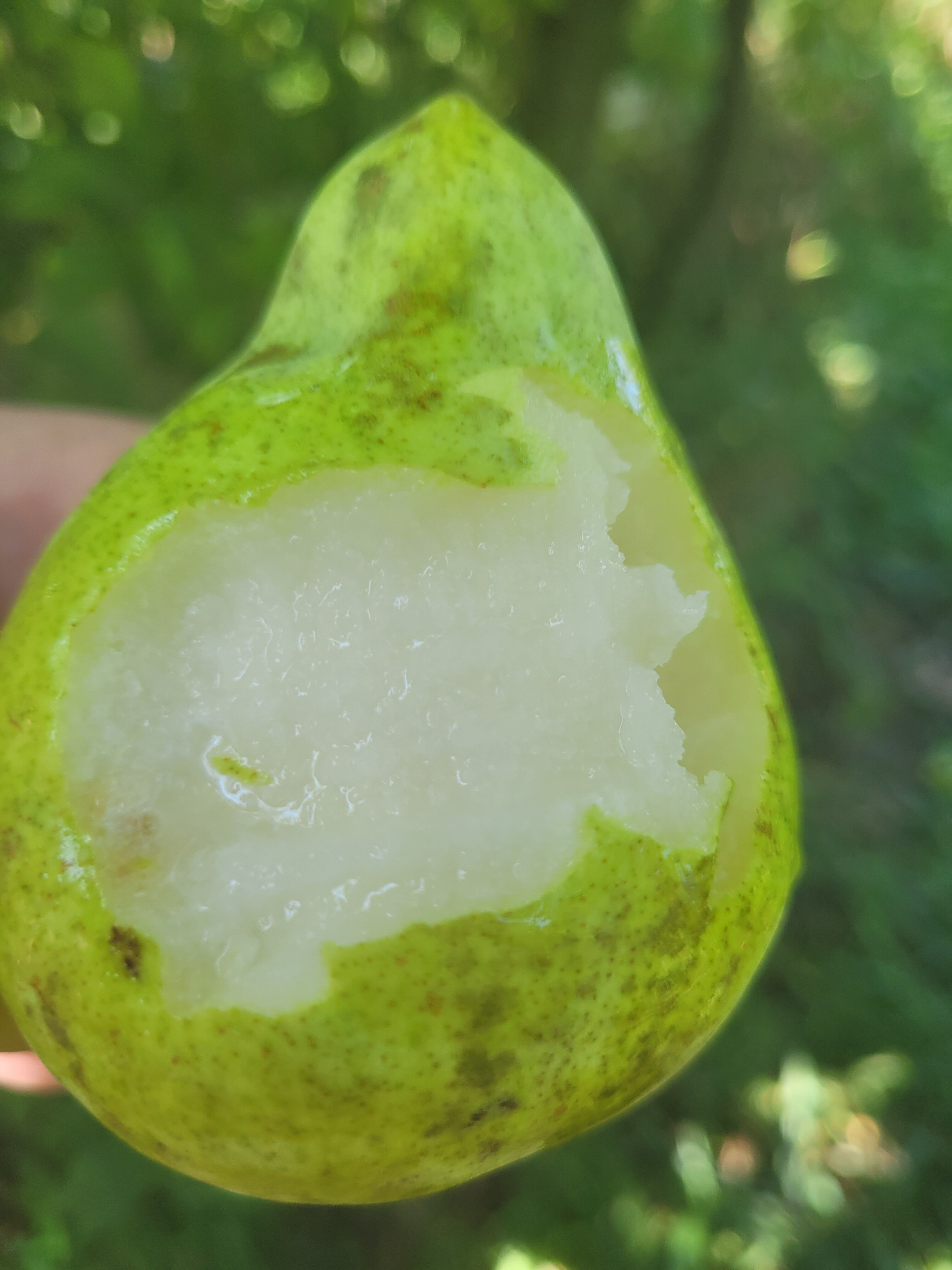 Clara Frijs Pear - Page 2 - General Fruit Growing - Growing Fruit