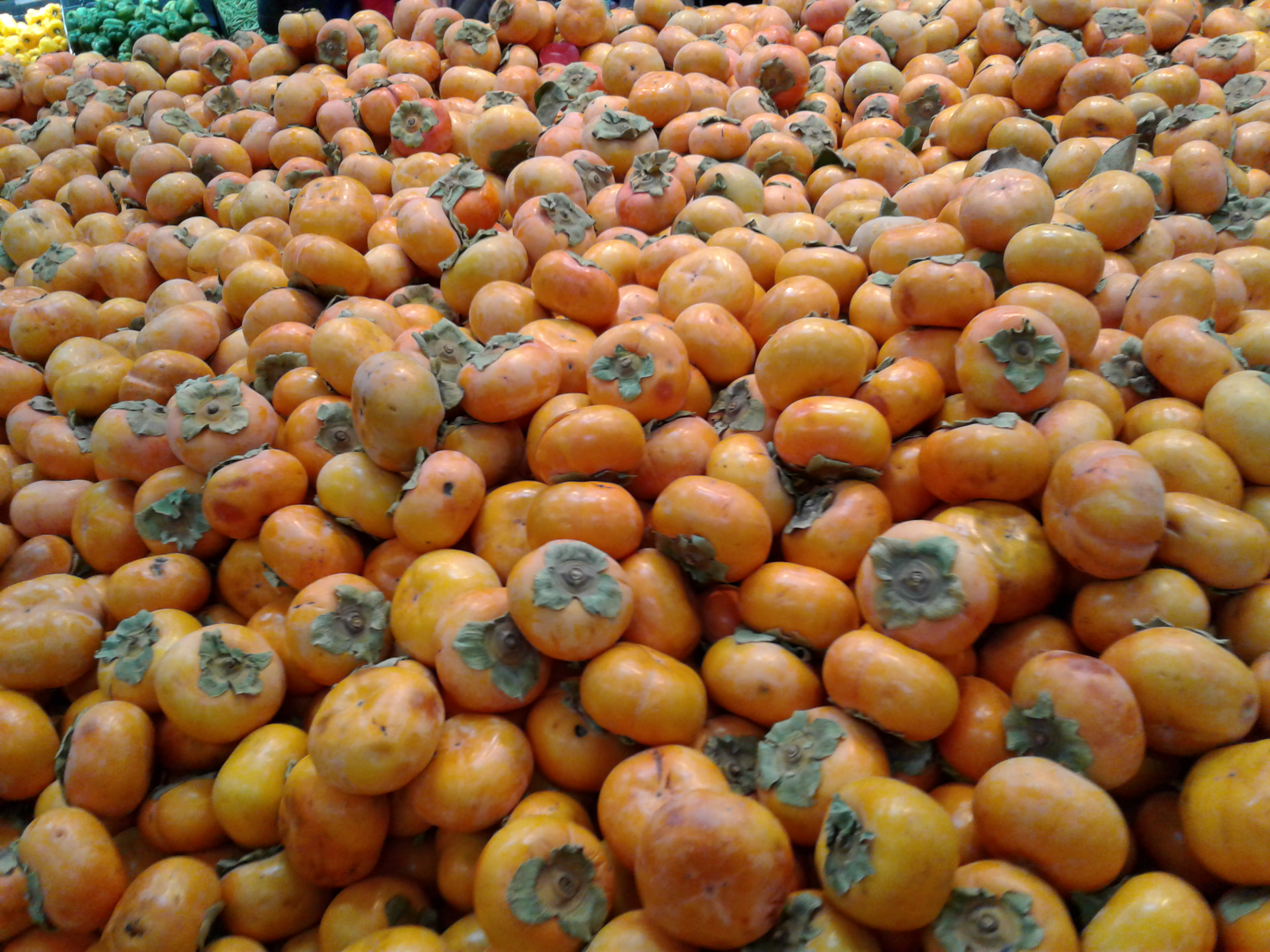 Persimmons that will ripen in the Pacific Northwest (Seattle area ...